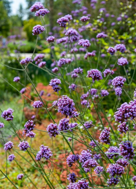 Topp 10 lila perenner - Perennial Power
